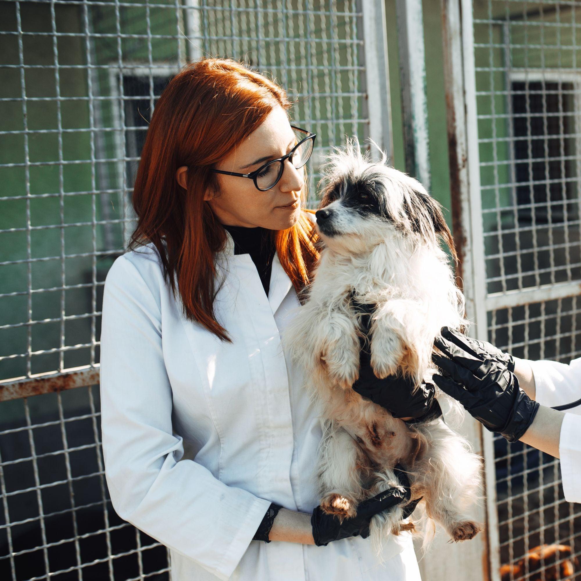 Kennel Assistant – Mallard Moon Gift Shop